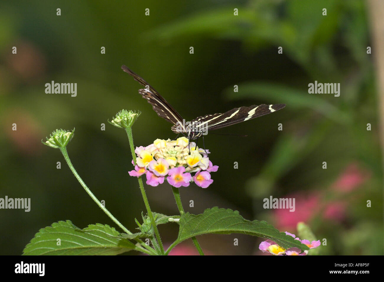 Zebra Longwing Zebra Heliconius charitonius Nyphalidae black and yellow ...