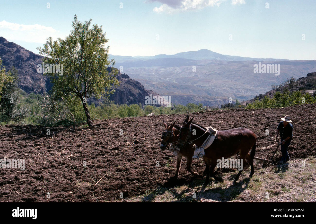 Mule plough hi-res stock photography and images - Alamy