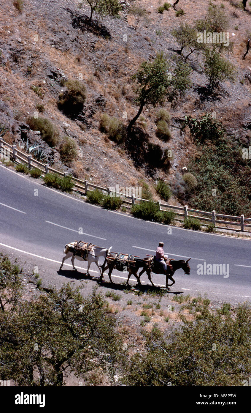 A farmer heads for his fields with his pack animals to collect crops ...