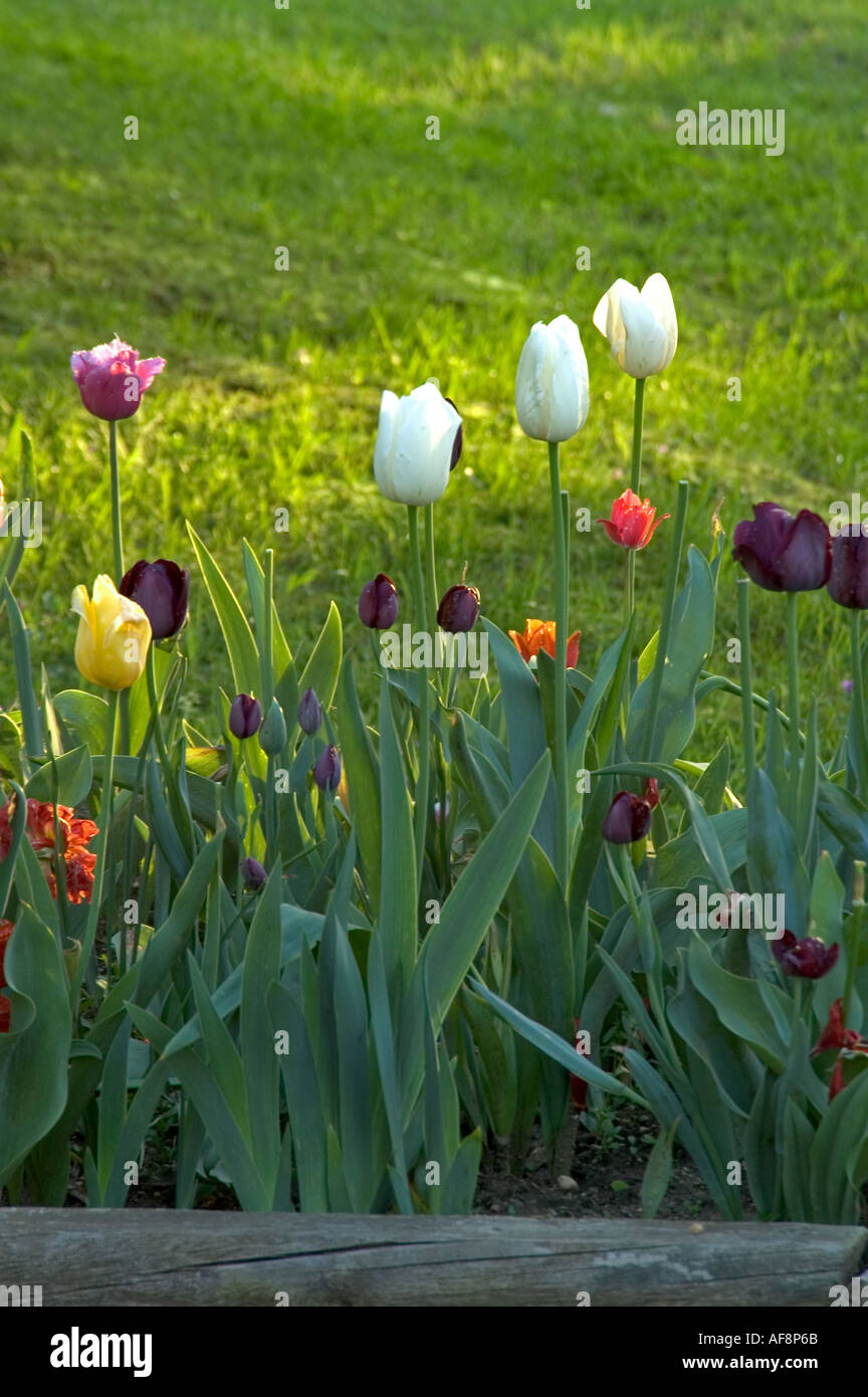 Tulips Spring Images East Tennessee Stock Photo - Alamy