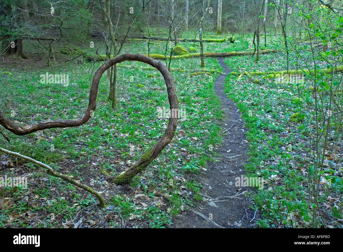 Great smoky mountains white oak sink hi-res stock photography and ...