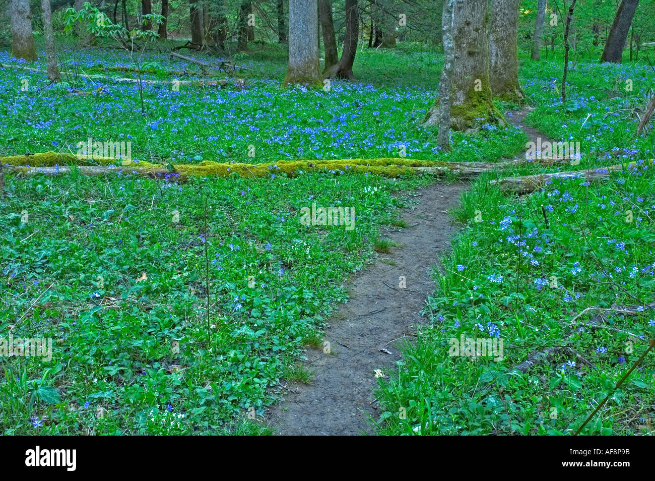 Great smoky mountains white oak sink hi-res stock photography and ...