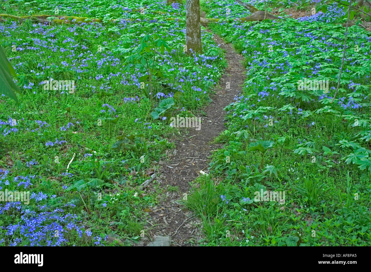Great smoky mountains white oak sink hi-res stock photography and ...