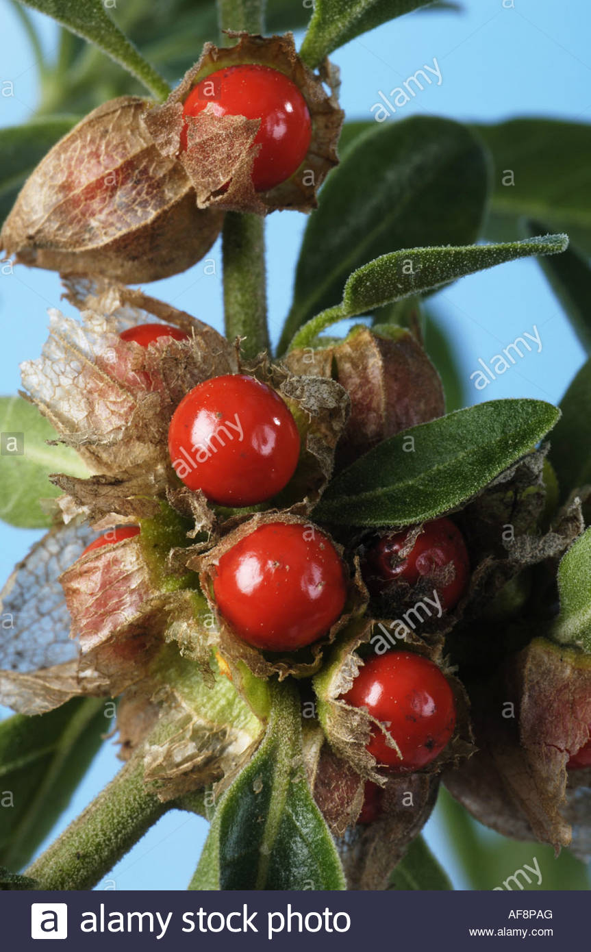 Ashwagandha Plant Stock Photos & Ashwagandha Plant Stock Images - Alamy