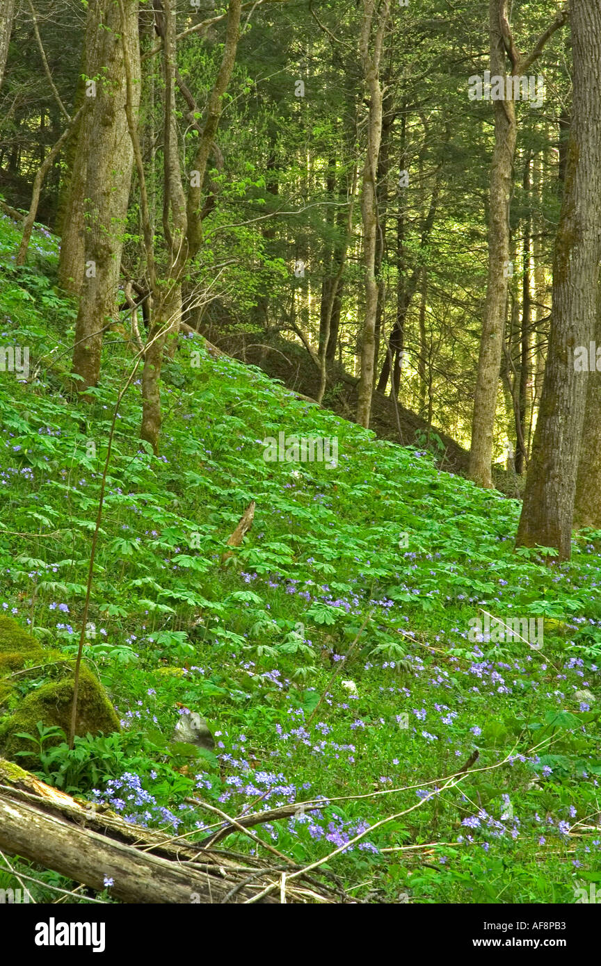 Great Smoky Mountains White Oak Sink High Resolution Stock Photography ...