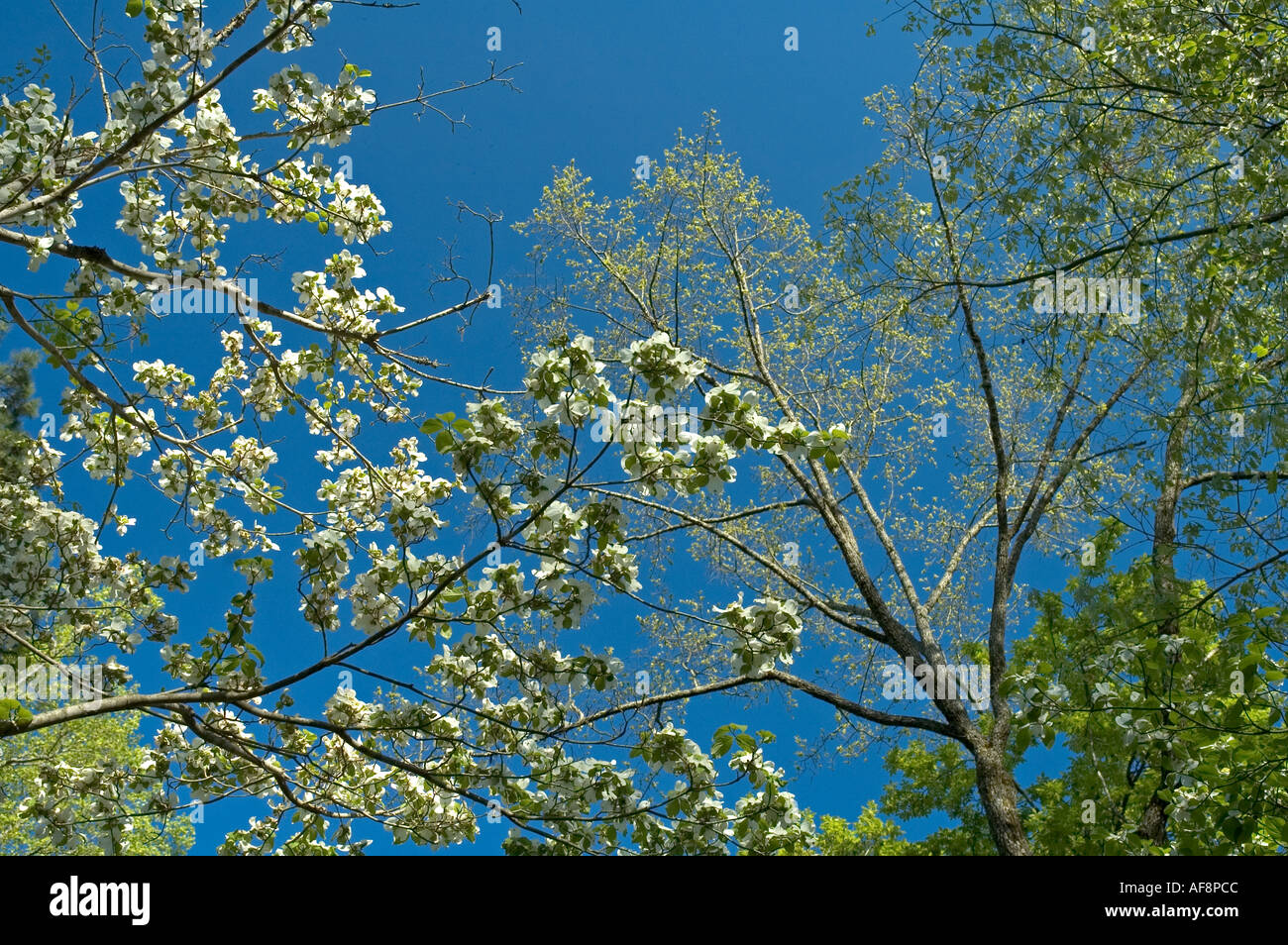 Treetops in Spring Blue Sky East Tennessee Stock Photo - Alamy