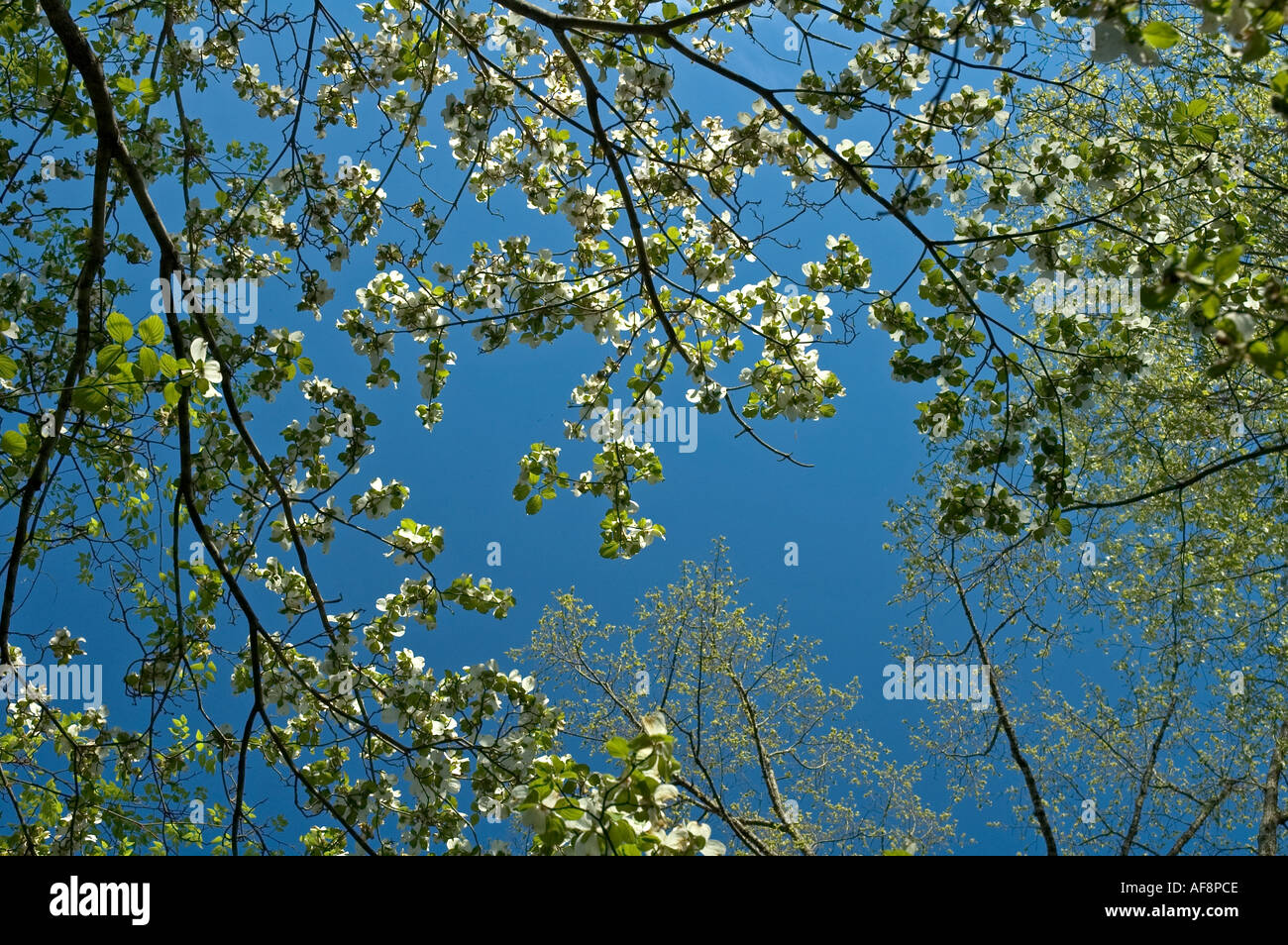 Treetops in Spring Blue Sky East Tennessee Stock Photo - Alamy