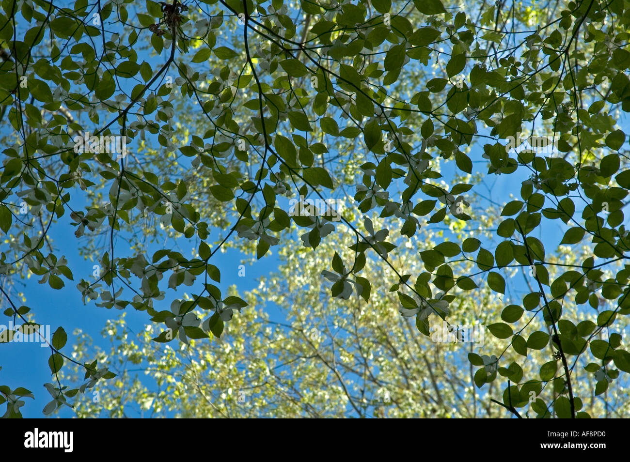 Treetops in Spring Blue Sky East Tennessee Stock Photo - Alamy