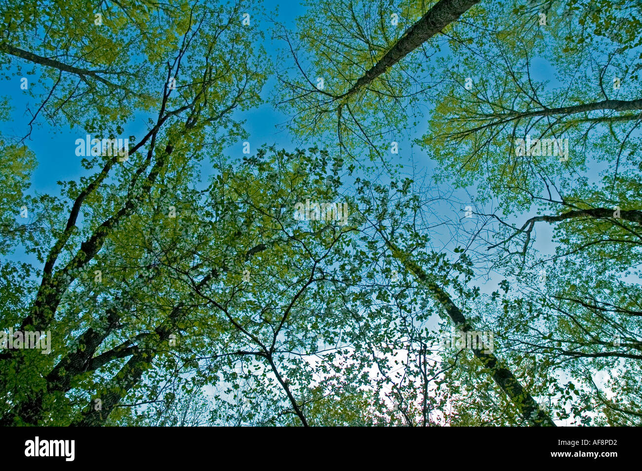 Spring Trees Smokies NP Stock Photo - Alamy