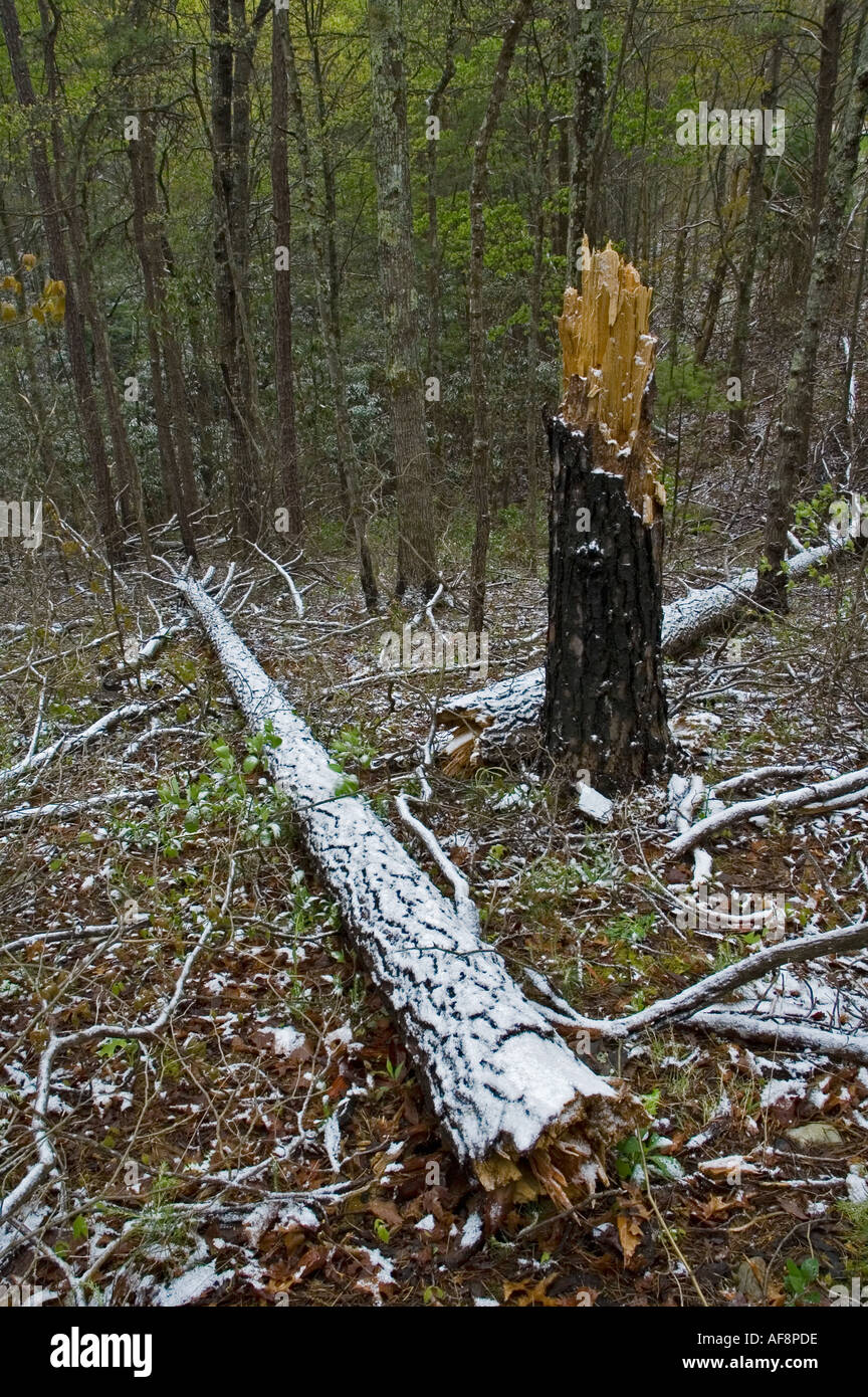 Light Snow on Burned Area Foothills Parkway Tennessee Stock Photo - Alamy