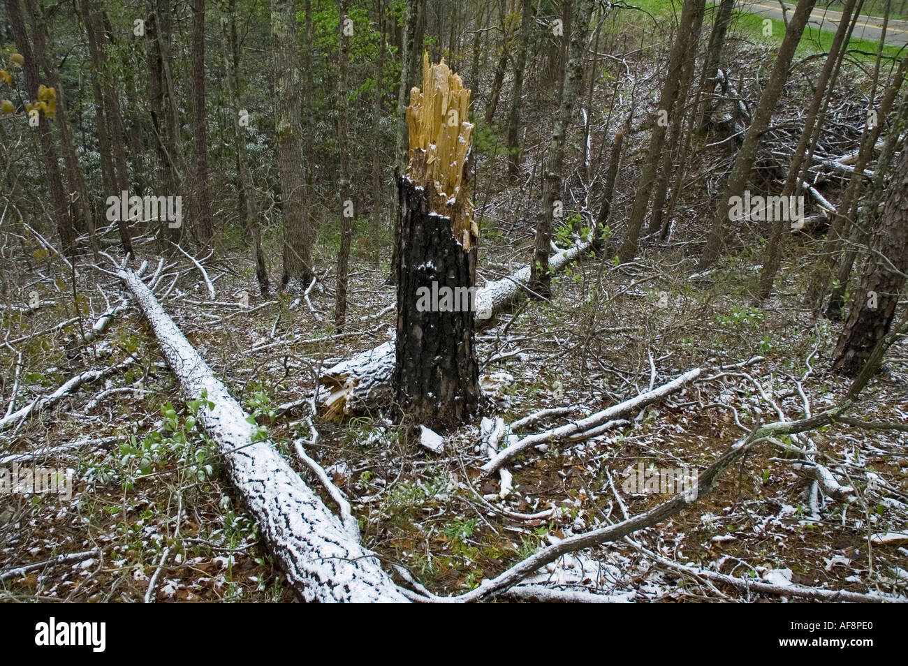 Light Snow on Burned Area Foothills Parkway Tennessee Stock Photo - Alamy