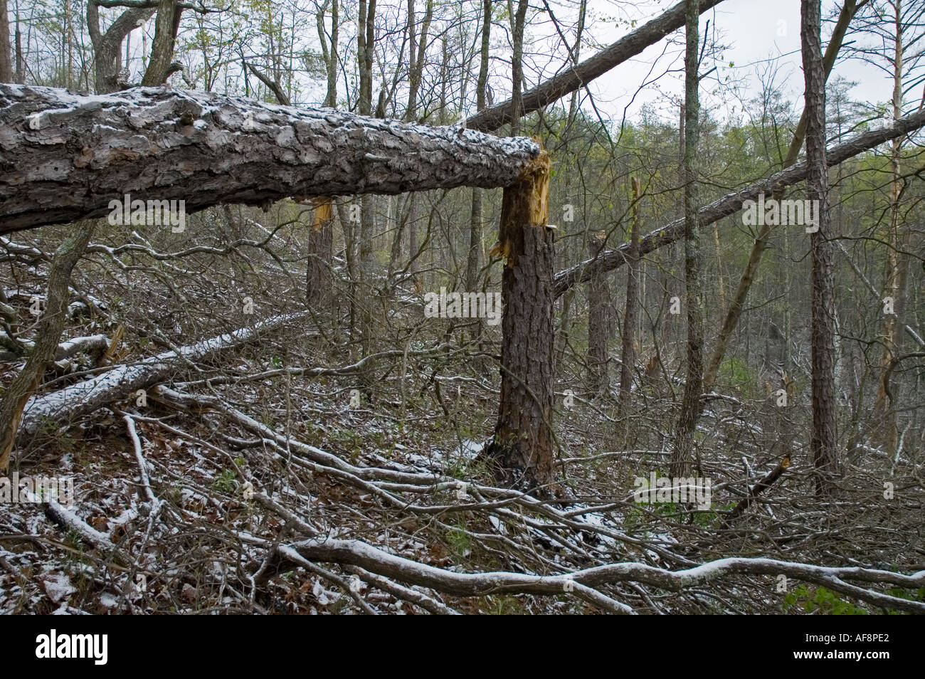 Light Snow on Burned Area Foothills Parkway Tennessee Stock Photo - Alamy
