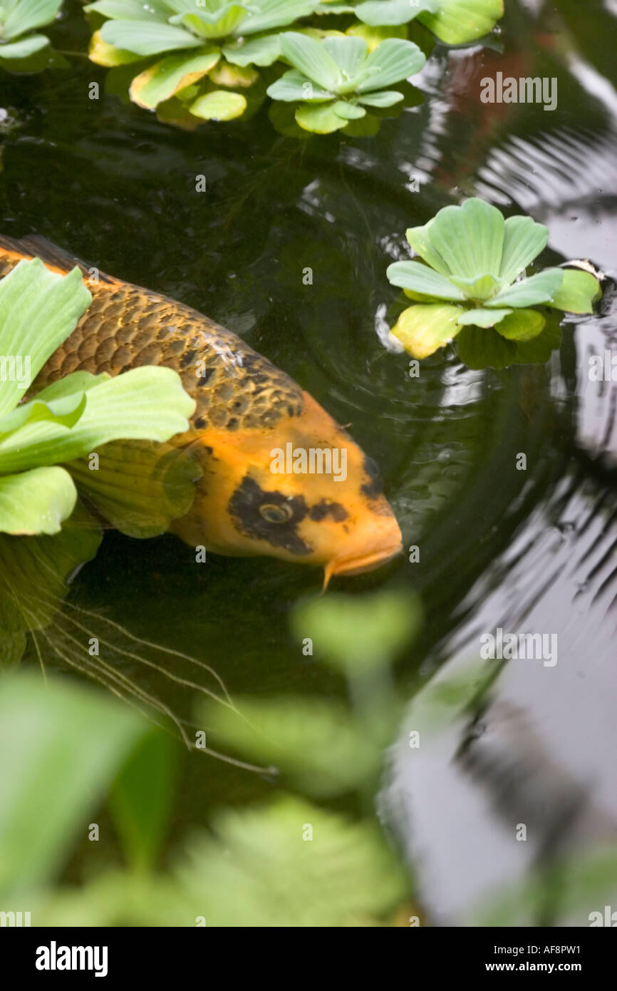Koi Carp swimming amongst pond plants Stock Photo - Alamy