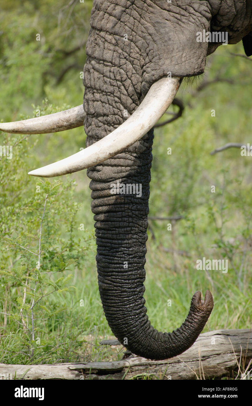 Close up view of elephant trunk and tusks Sabi Sand Game Reserve ...