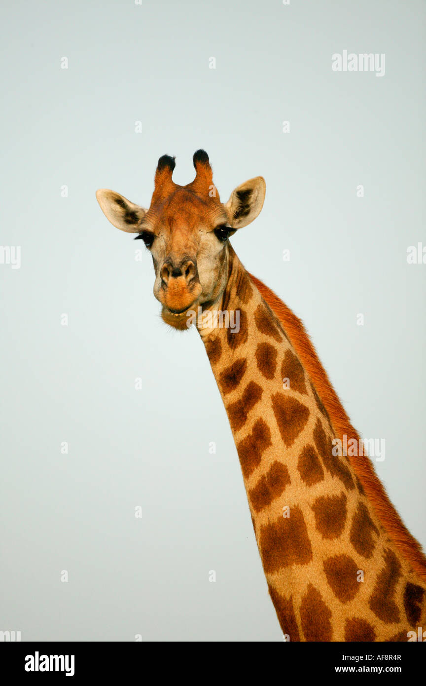 Female Giraffe portrait Sabi Sand Game Reserve Mpumalanga South Africa ...