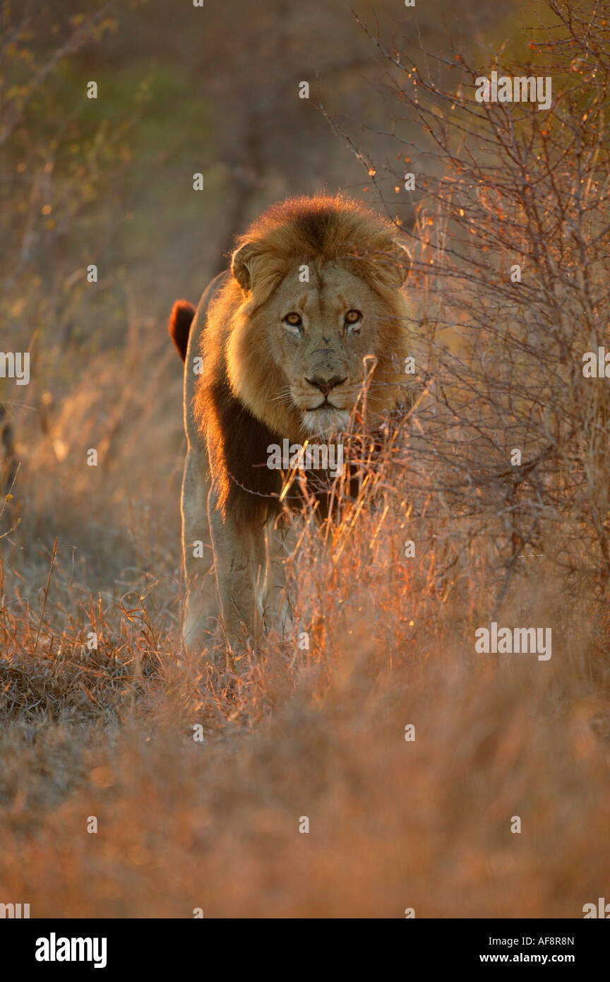 Lion approaching walking lion hi-res stock photography and images - Alamy