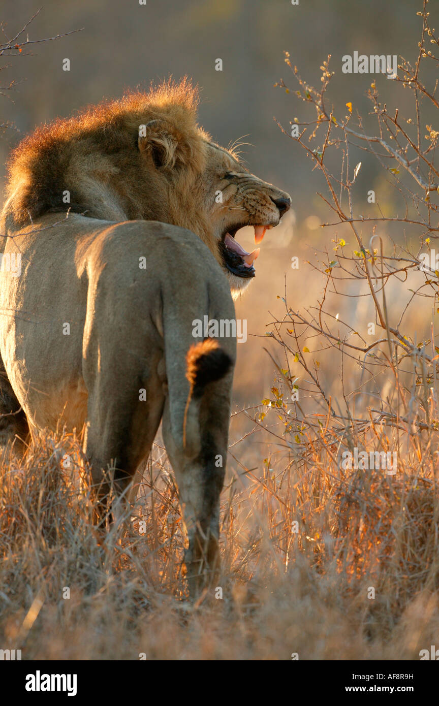 African male lion dark mane behind hi-res stock photography and images ...