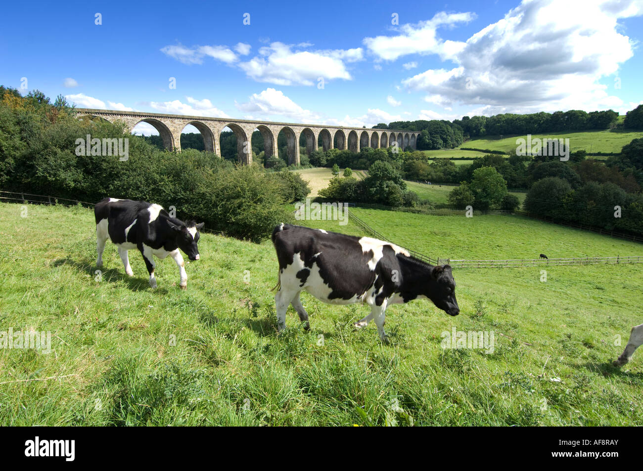 Cattle grazing Ty Mawr Country park, Cefn Mawr, with Newbridge viaduct ...