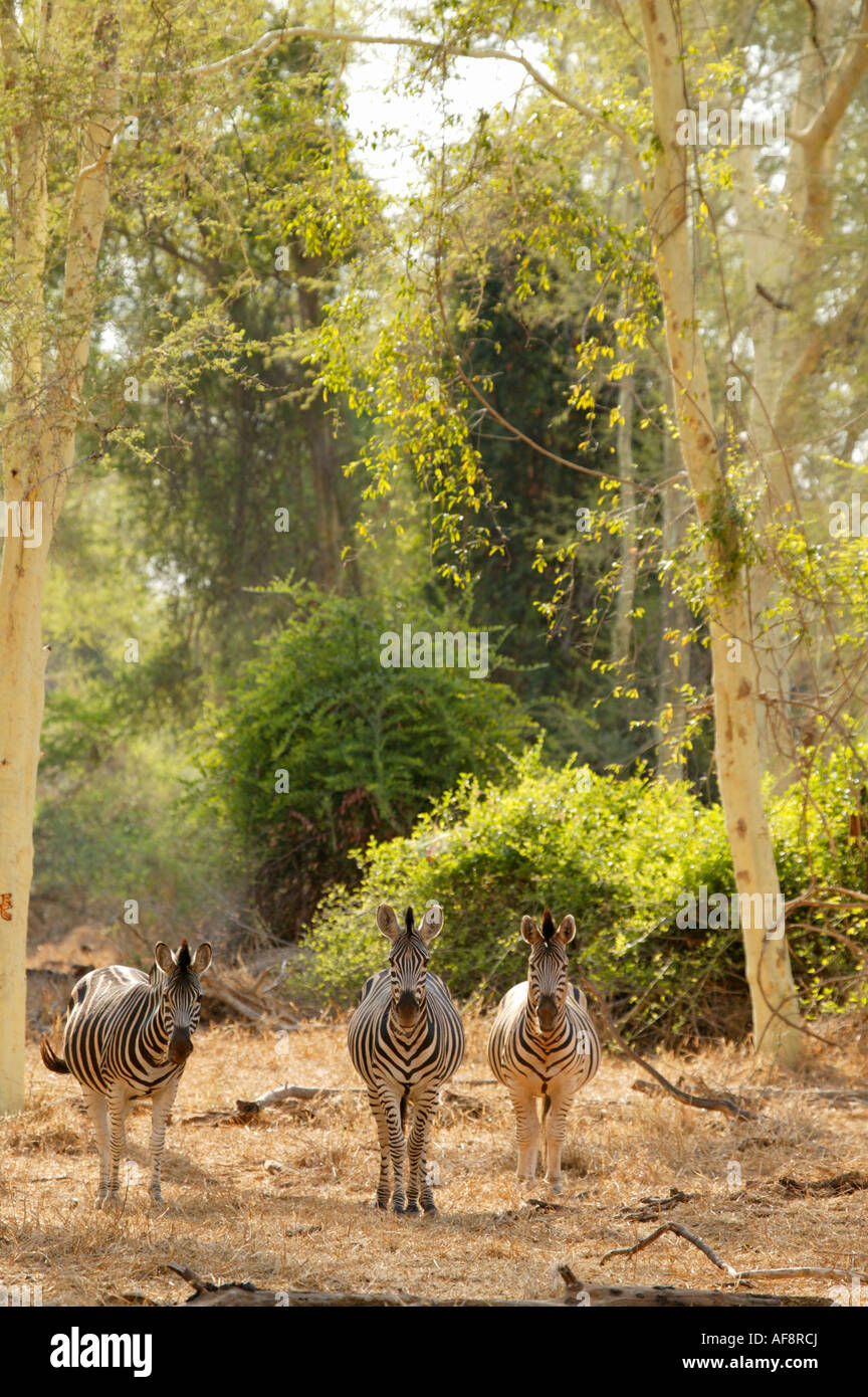 Zebras standing in a forest hi-res stock photography and images - Alamy