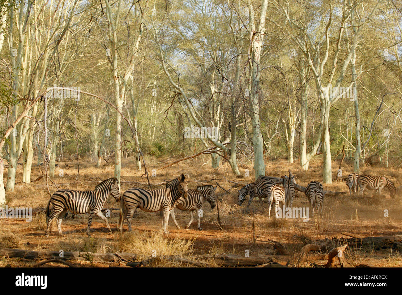 A herd Burchells zebras in a fever tree forest (Acacia xanthophloea ...