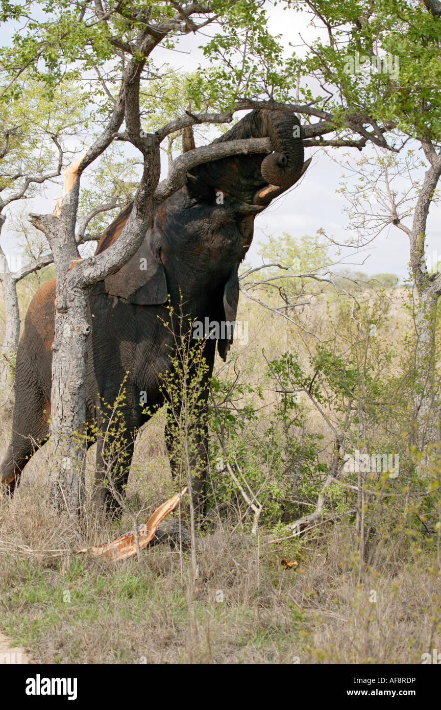 Elephant breaking tree branch hi-res stock photography and images - Alamy