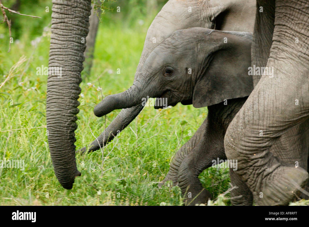 A young elephant carrying a small stick while walking next to its ...