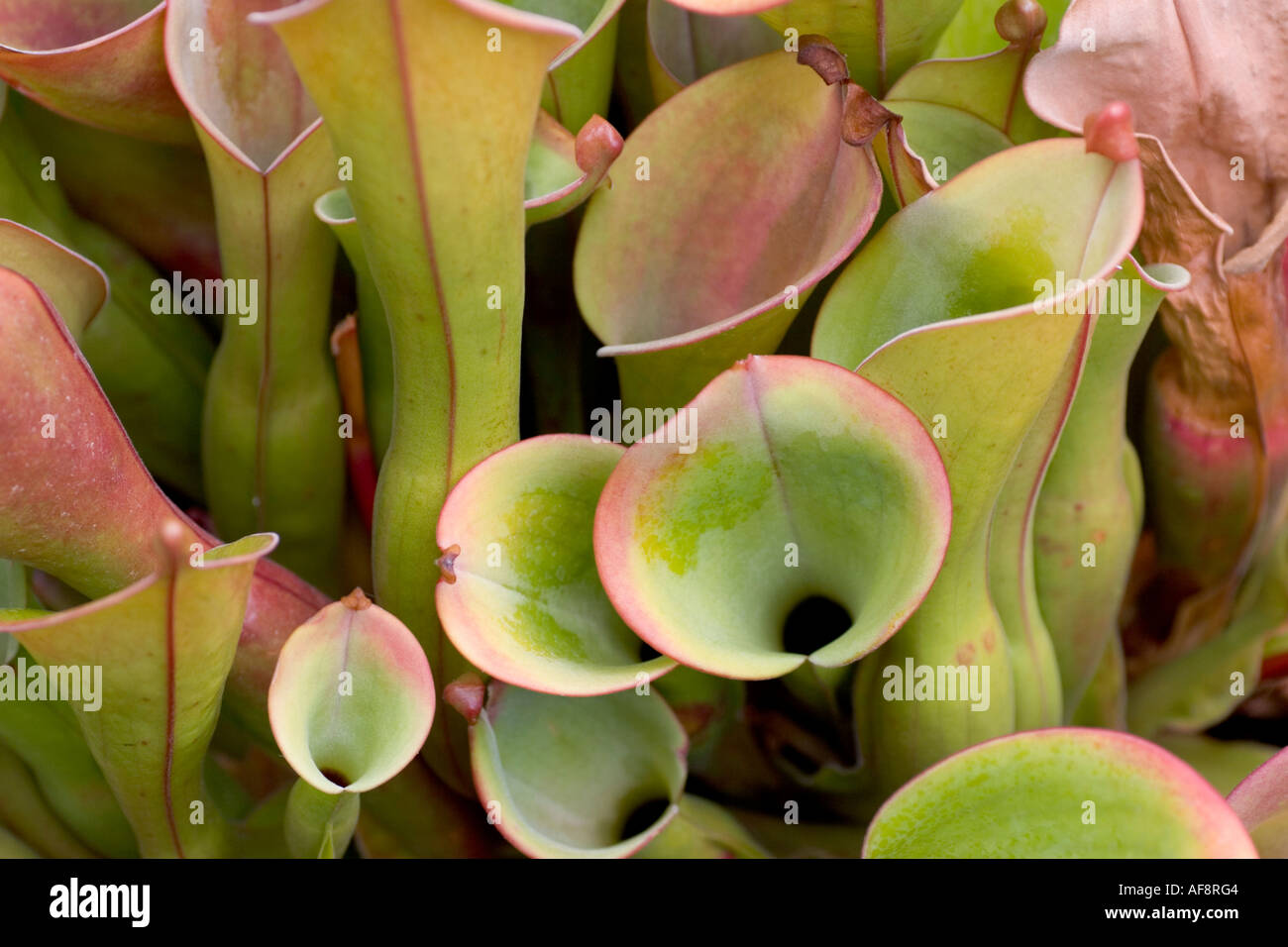 Sun Pitcher plants Heliamphora nutans Stock Photo - Alamy