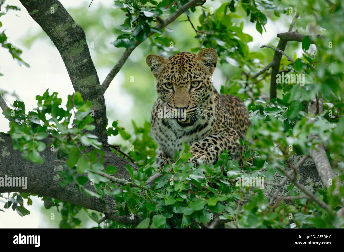 Portrait of a female leopard while sitting on a branch amongst foliage ...