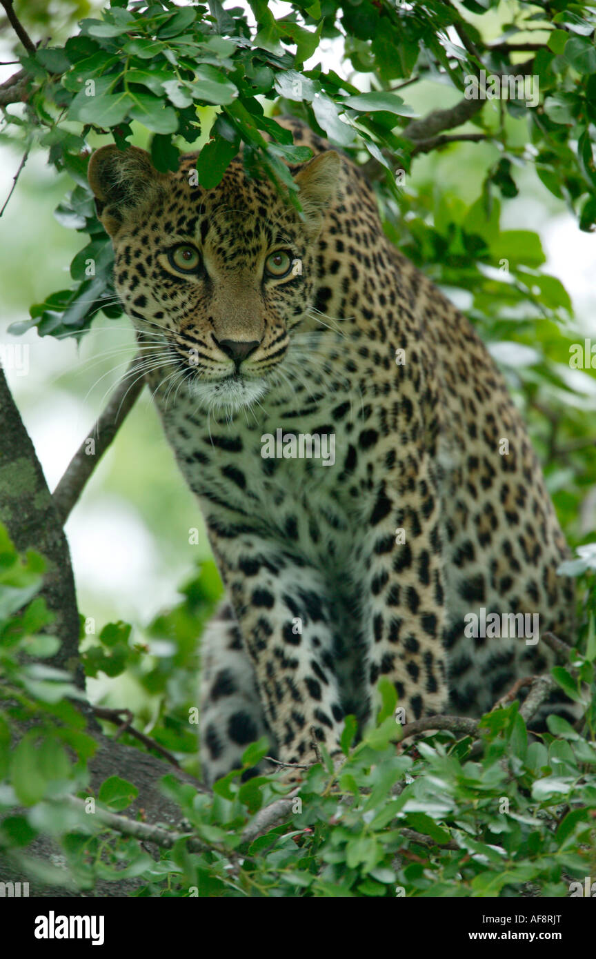 A female leopard looks into the distance while sitting on a branch ...