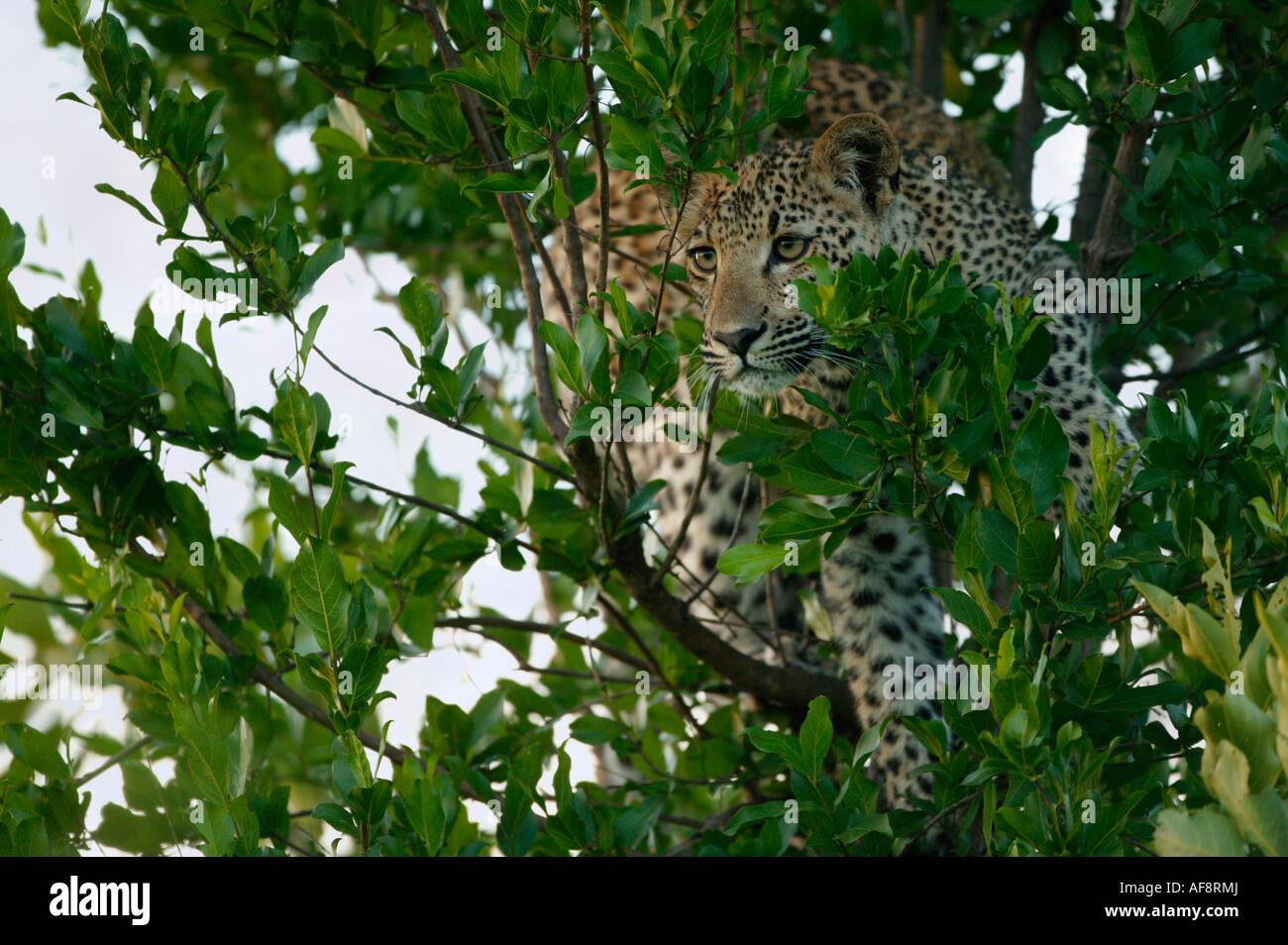 A leopard cub peers out from amongst foliage after climbing a tree to ...