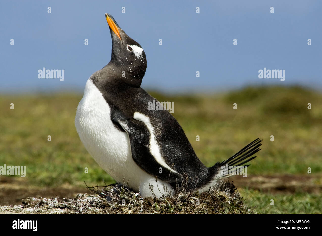 An adult Gentoo Penguin on the nest brooding 2 young chicks Stock Photo ...