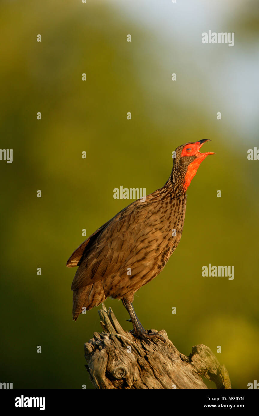 Swainsons spurfowl (francolin) standing on a log calling Sabi Sand Game ...