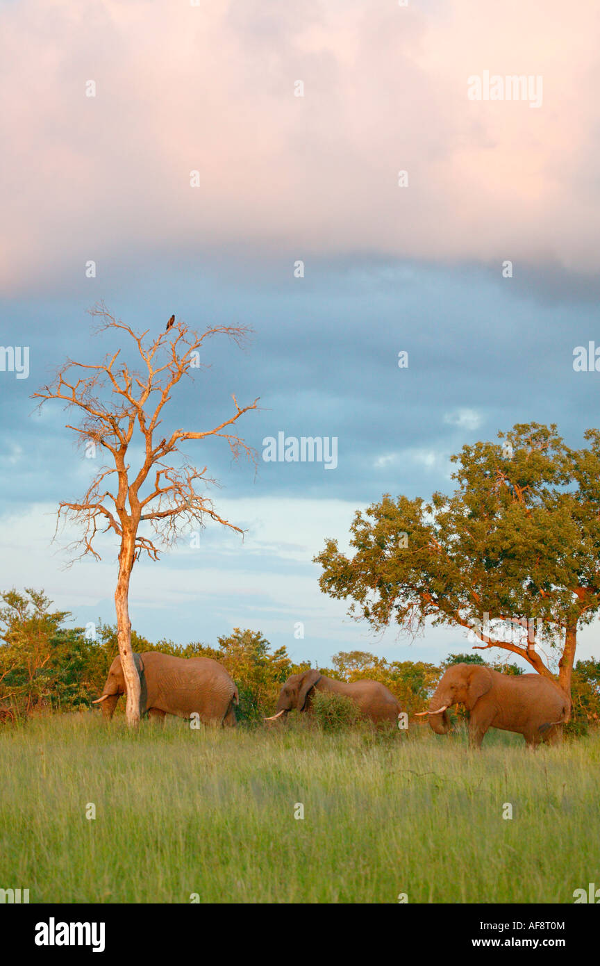 Africa moody landscape bushveld hi-res stock photography and images - Alamy