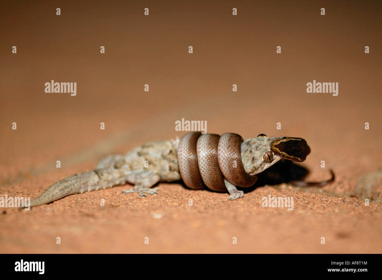 Brown house snake constricting a gecko Sabi Sand Game Reserve Stock ...