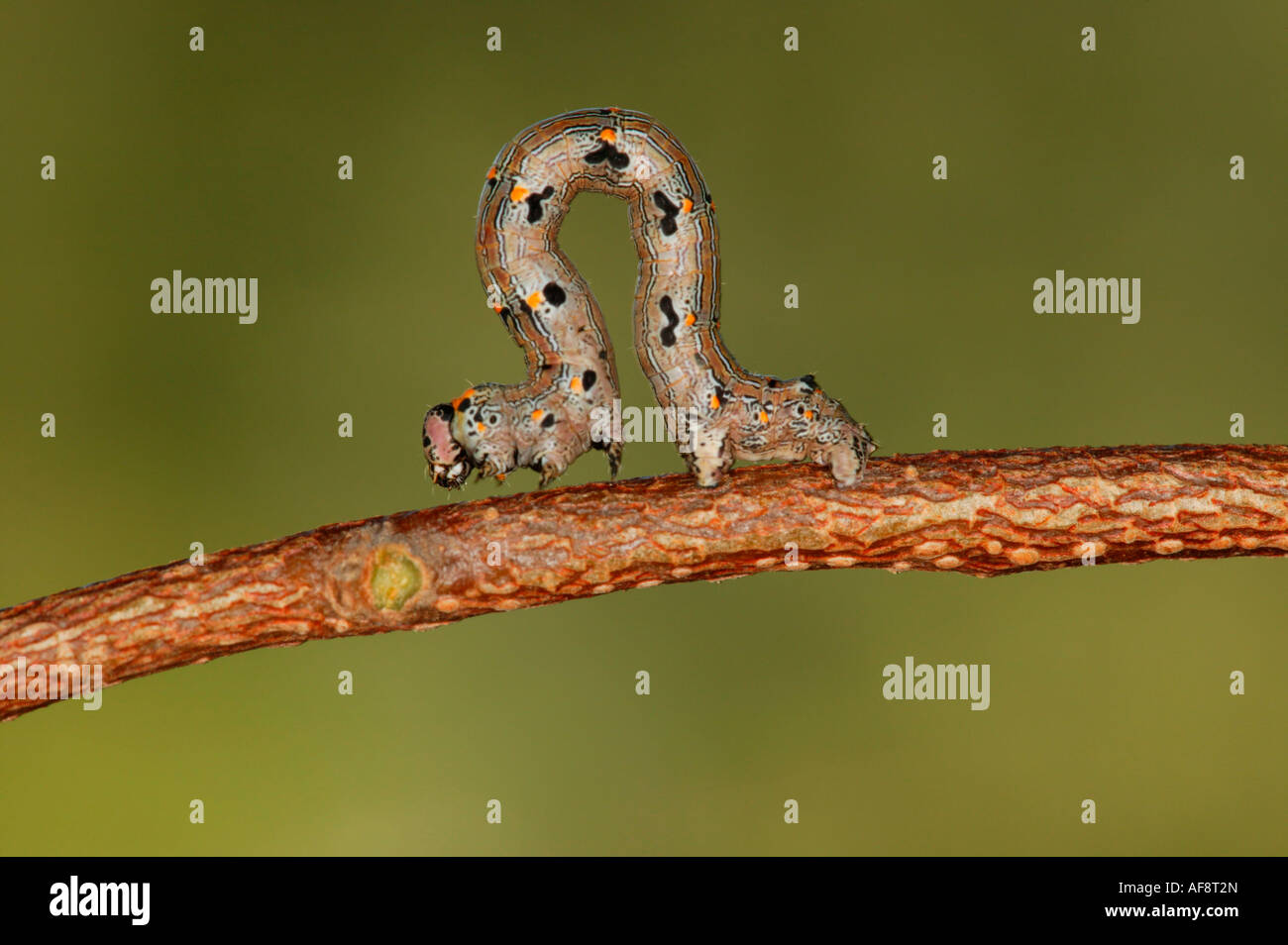 A small brown inch worm crawling on a twig Sabi Sand Game Reserve ...