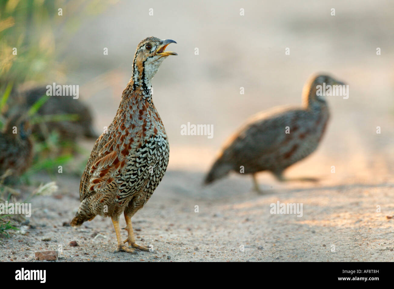 Shellys spurfowl (francolin) calling Sabi Sand Game Reserve, Mpumalanga ...