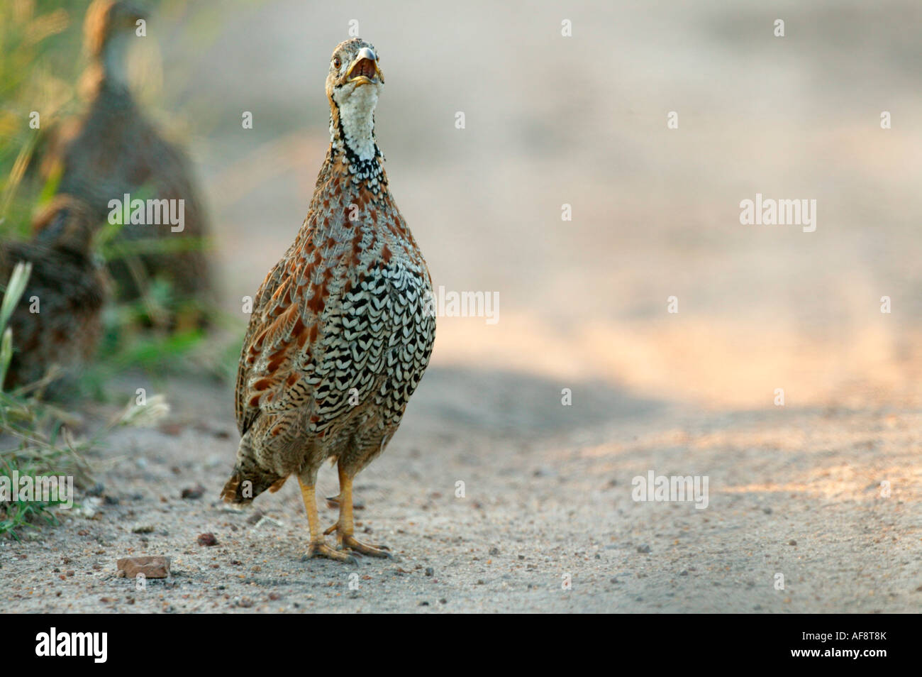 Shellys spurfowl (francolin) calling Sabi Sand Game Reserve, Mpumalanga ...