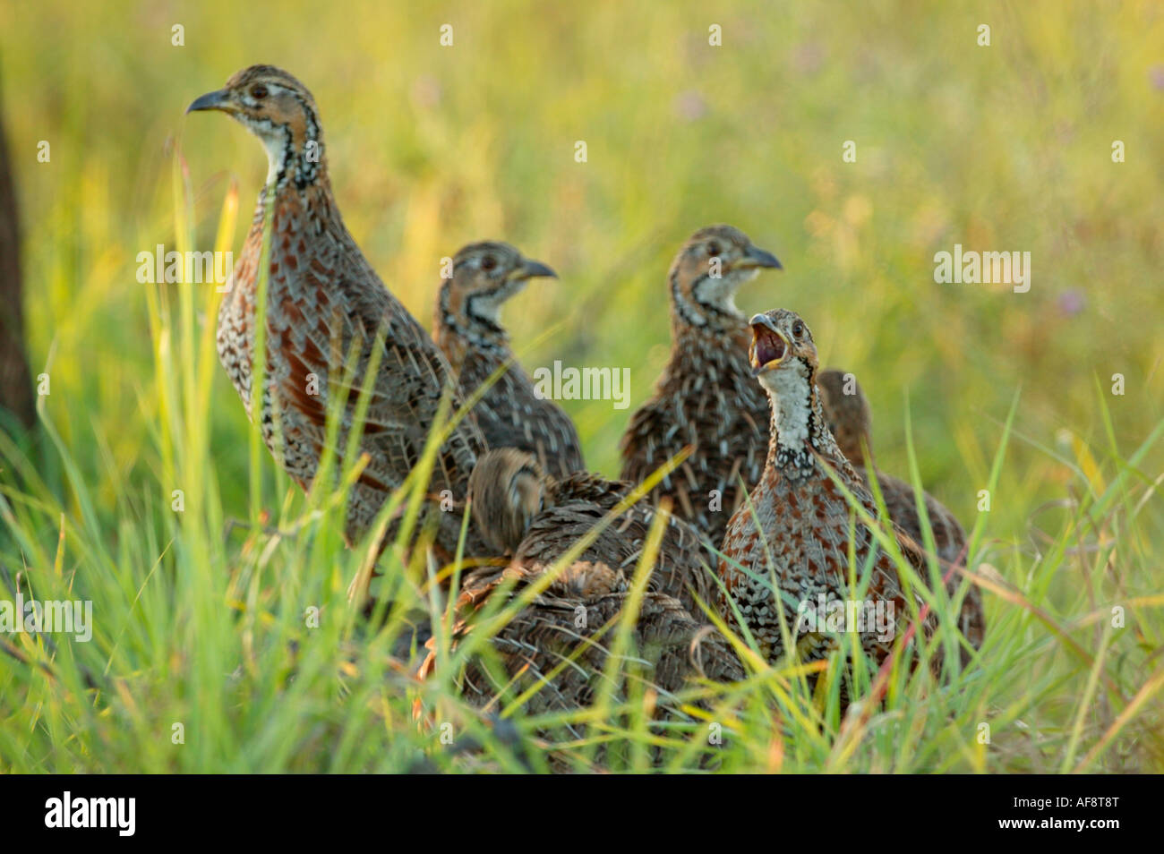 Shellys spurfowl (francolin) flock in long green grass with one calling ...