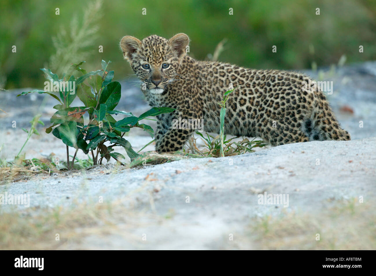 Leopard (Panthera pardus) cub Sabi Sand Game Reserve, Mpumalanga; South ...