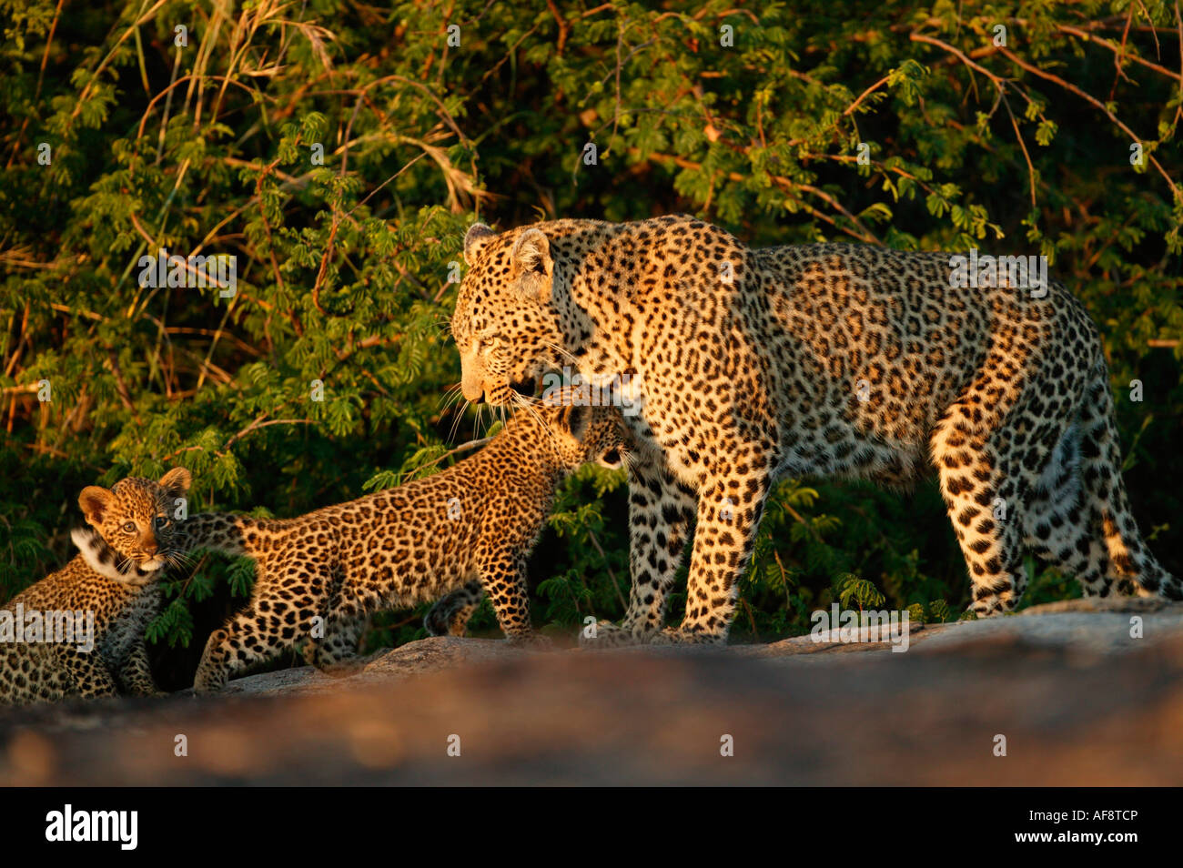 Female leopard (Panthera pardus) with two cubs - one with its tail ...