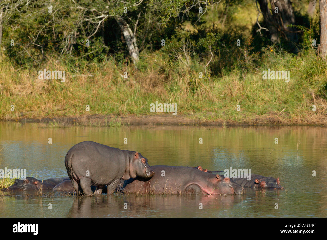 Hippos in dam hi-res stock photography and images - Alamy