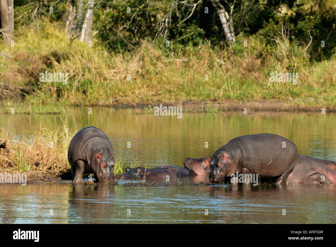 Hippo (Hippopotamus amphibius) pod basking in the sun in a bushveld dam ...
