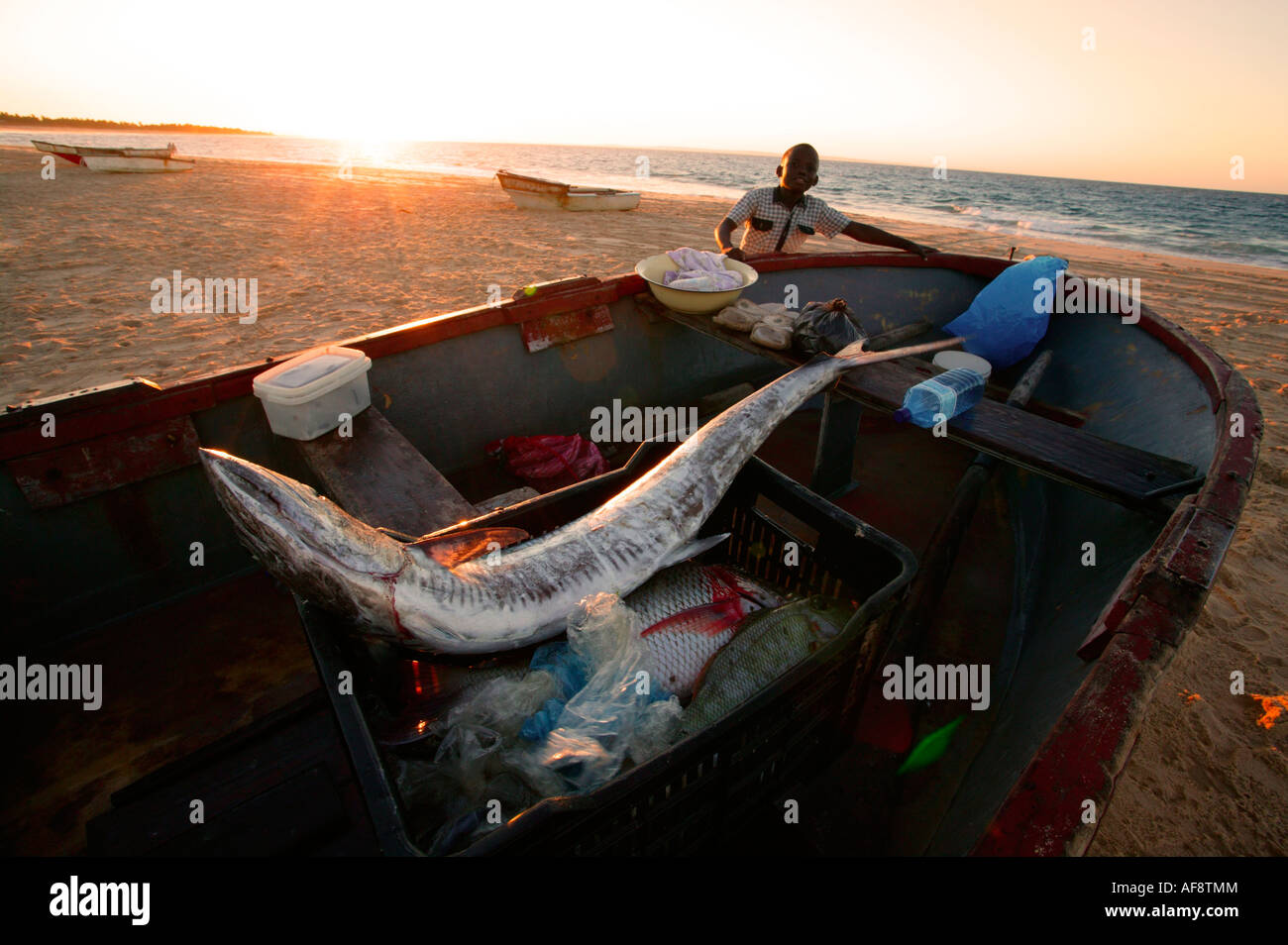 Freshly caught fish in a boat in Mozambique including a cuta (king ...