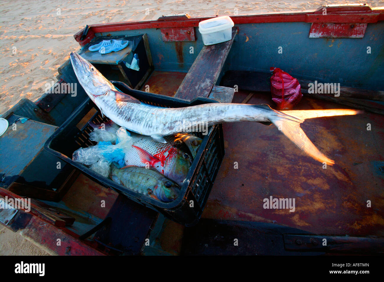Freshly caught fish in a boat in Mozambique including a cuta (king ...