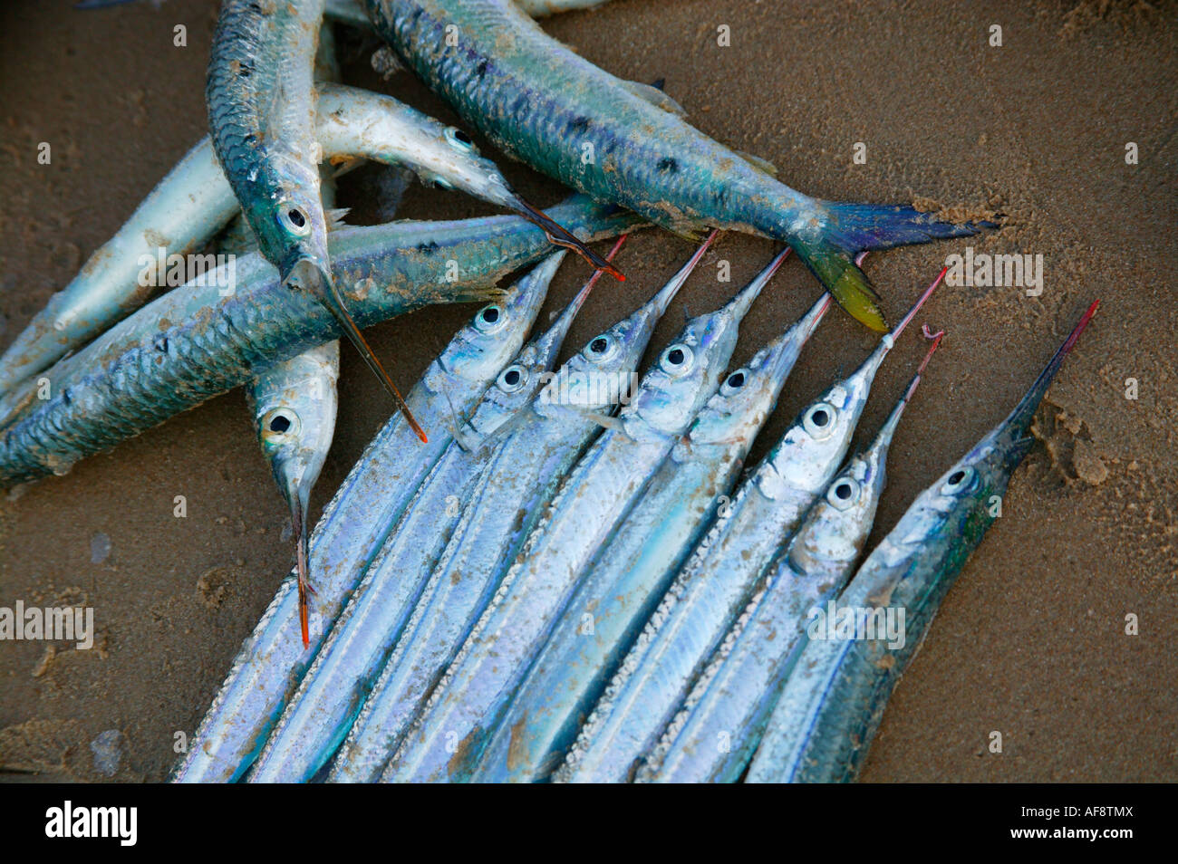 Half-beak fish netted by locals in shallow coastal water lying on the ...