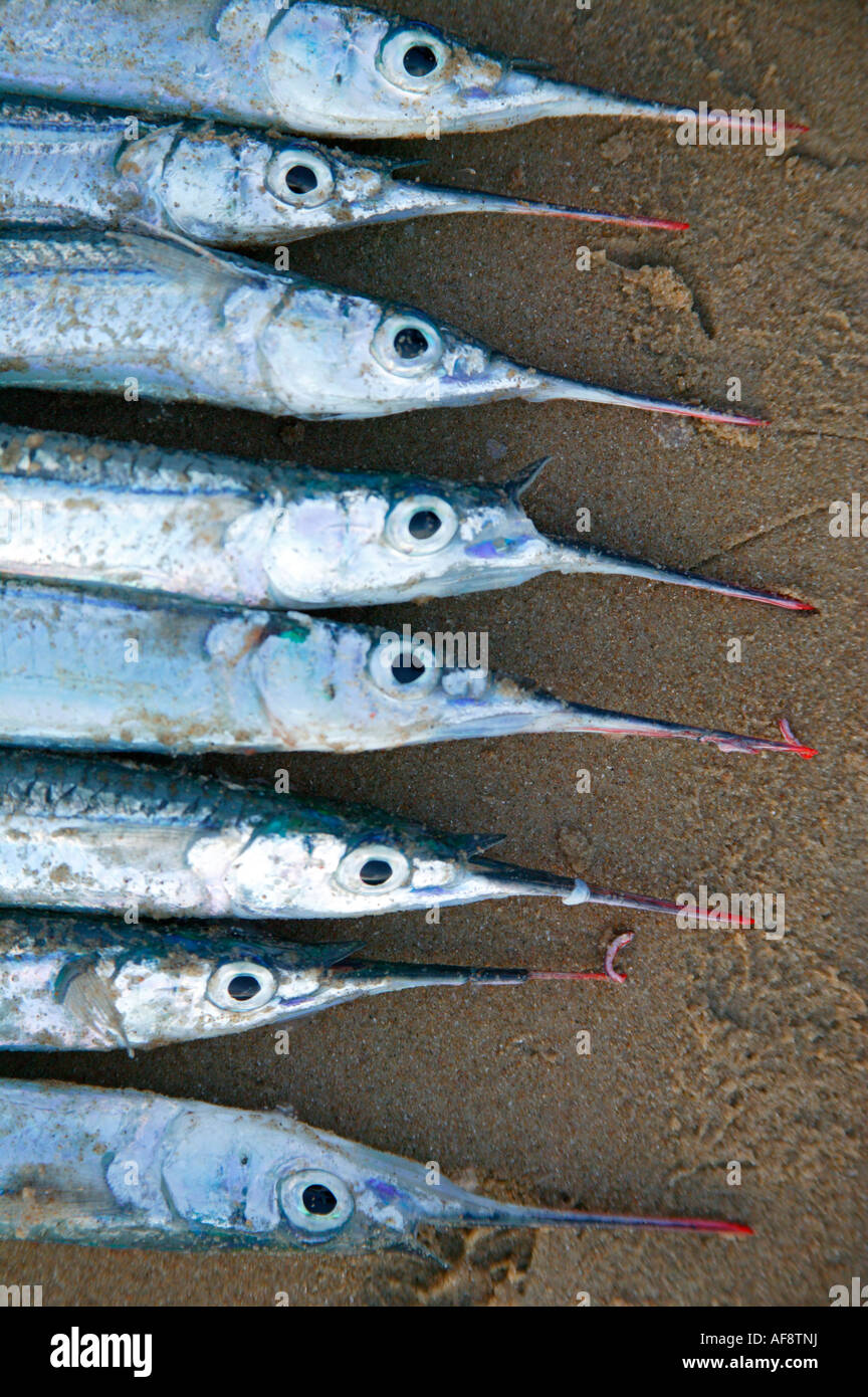 Half-beak fish netted by locals in shallow coastal water lying on the ...
