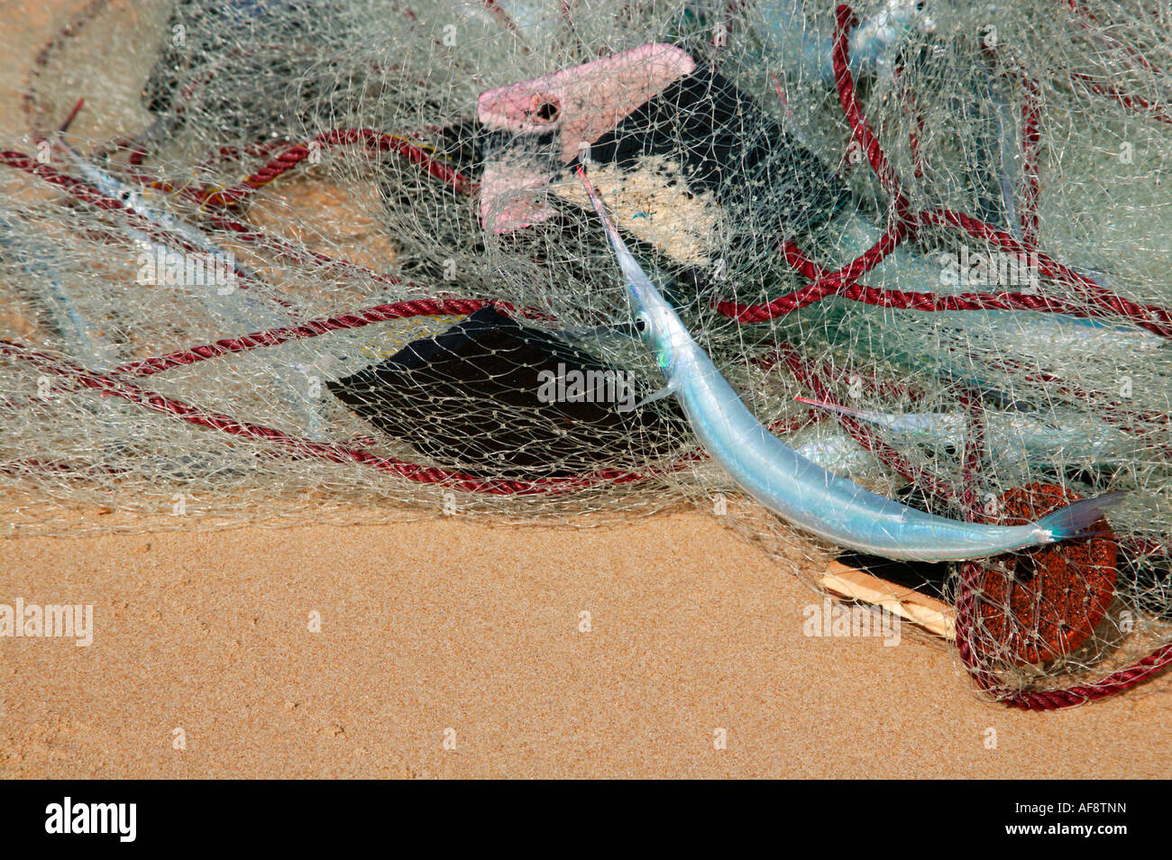 Half-beak fish netted by locals in shallow coastal water lying on the ...