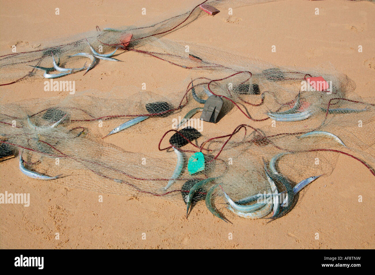 A fishing net lying on the beak with a freshly-caught Half-beak fish ...