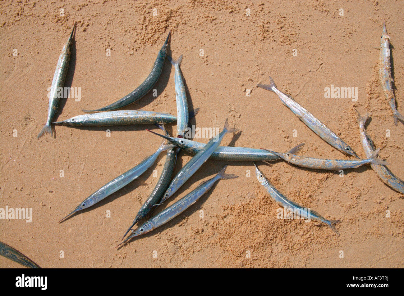 Half beak fish lying on the beach after being caught in a net by local ...