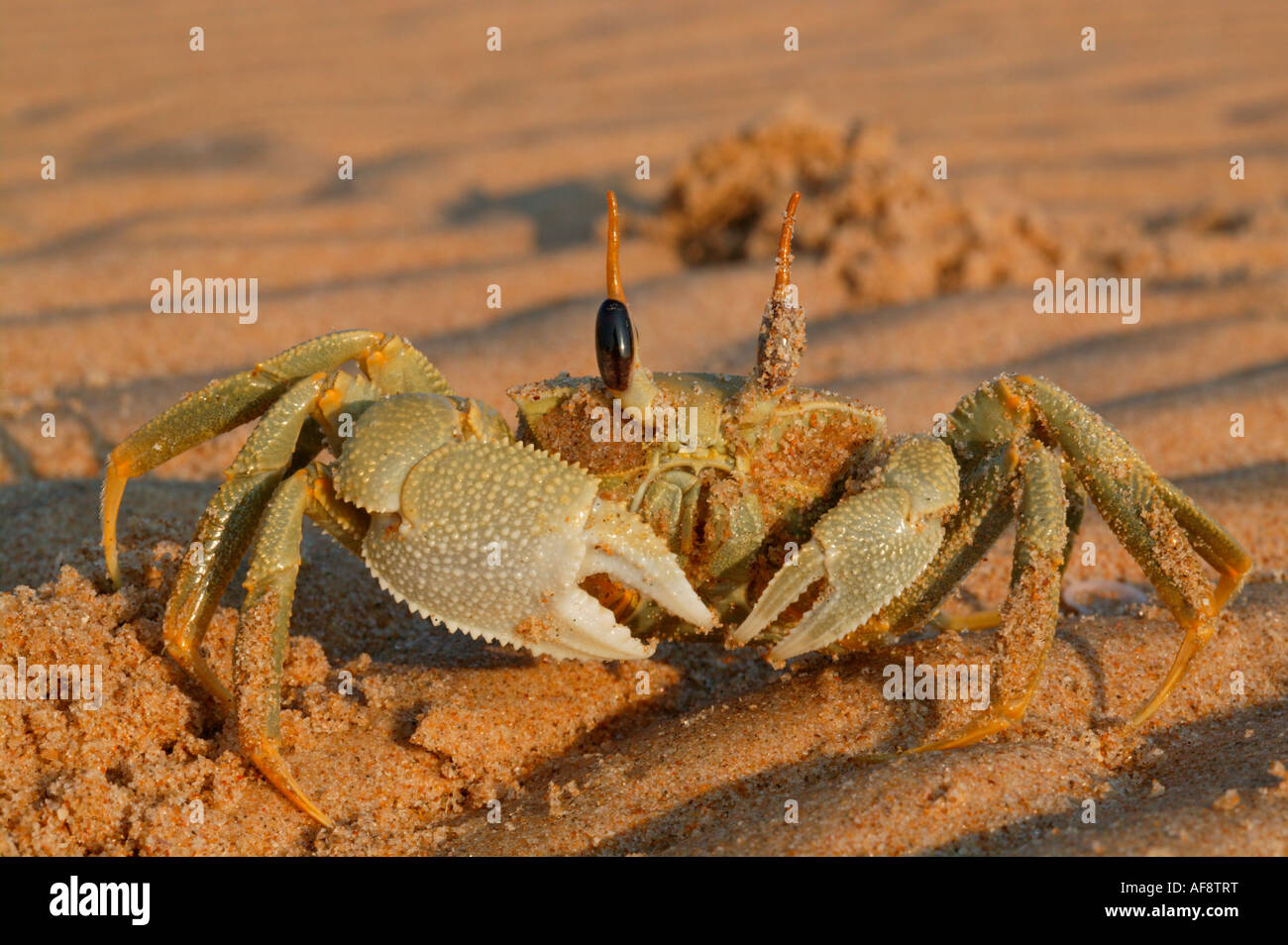 Blind crab hi-res stock photography and images - Alamy